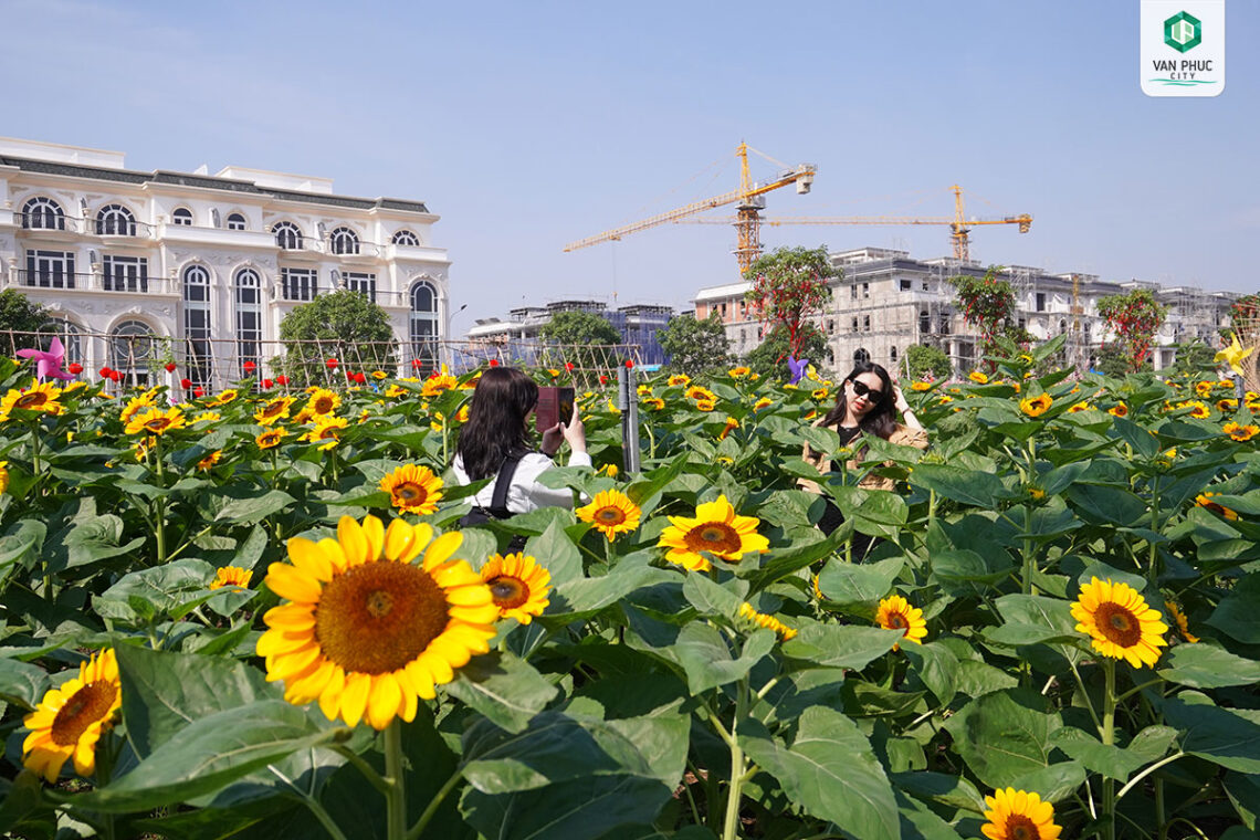Vườn hoa Hướng Dương Vạn Phúc City - Khu đô thị Vạn Phúc City