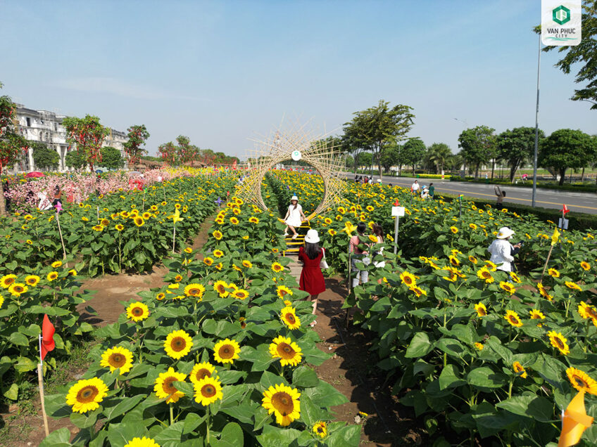 Vườn hoa Hướng Dương Vạn Phúc City - Khu đô thị Vạn Phúc City