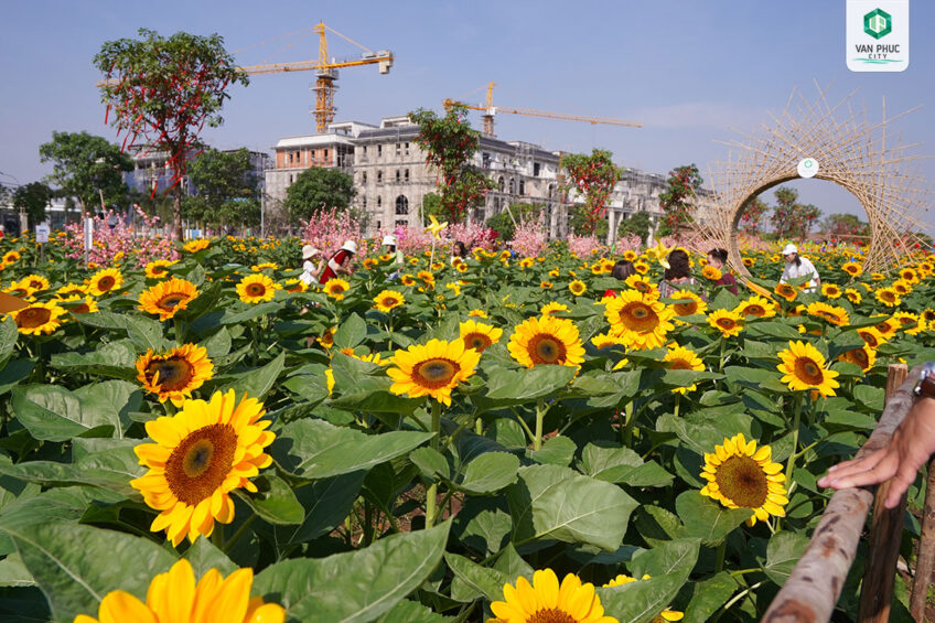 Vườn hoa Hướng Dương Vạn Phúc City - Khu đô thị Vạn Phúc City
